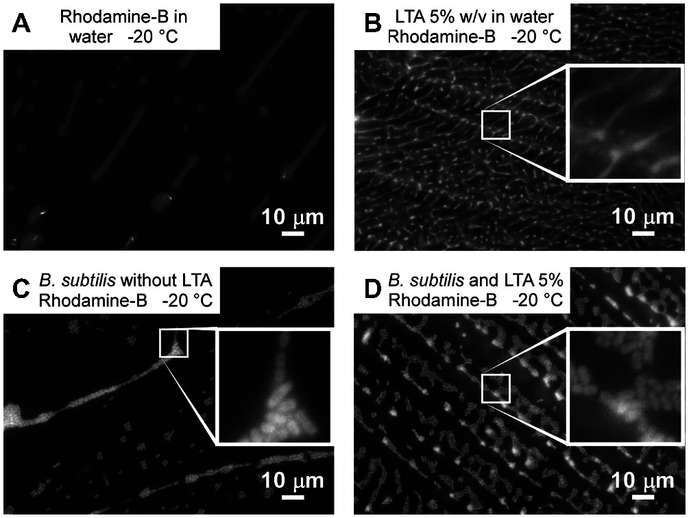 Microbial life protected from frostbite