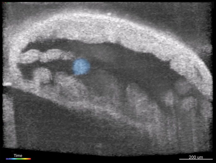 The secret life of fallopian tubes